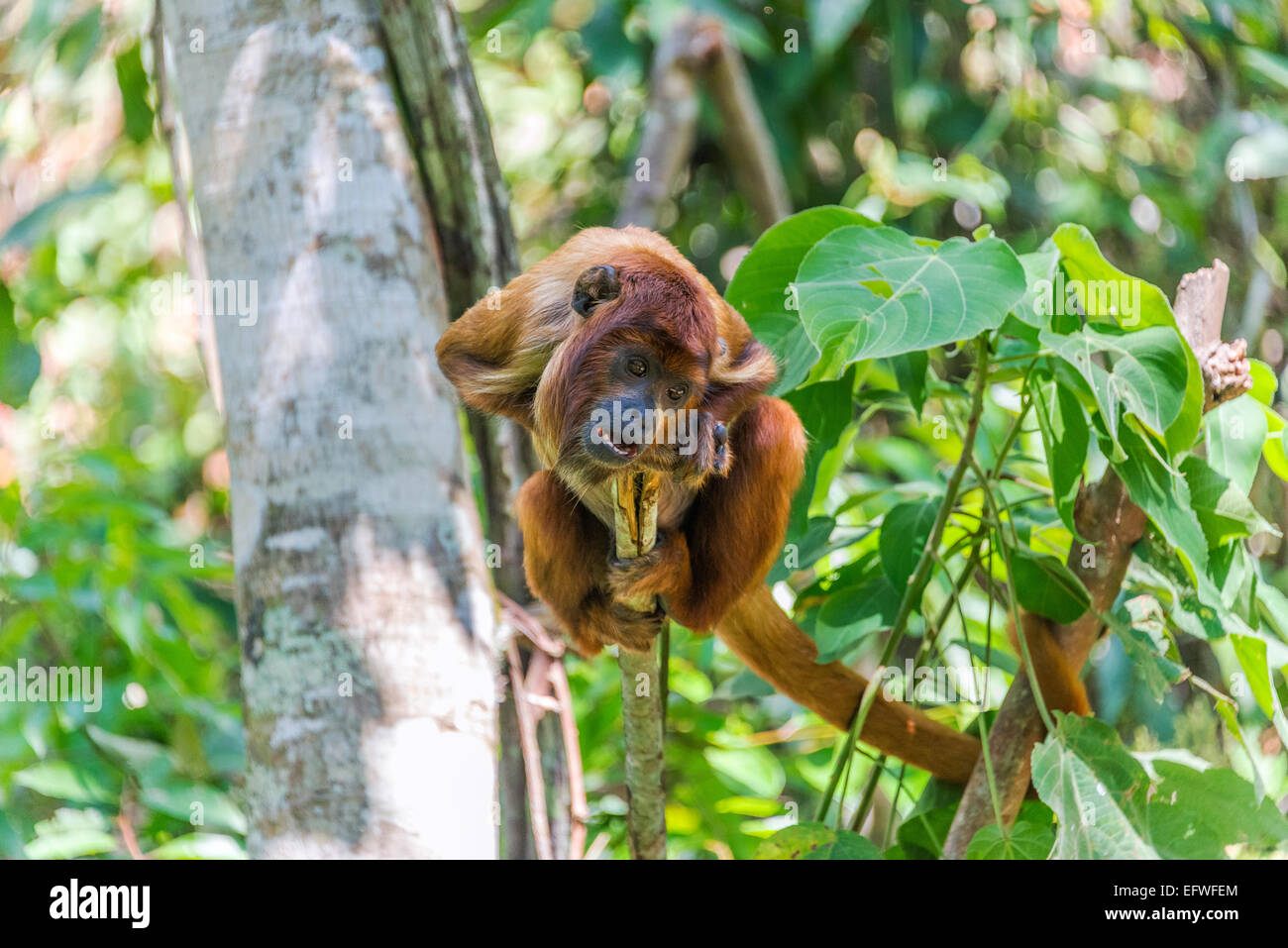 Young red howler monkey in the jungle near Coroico, Bolivia Stock Photo ...
