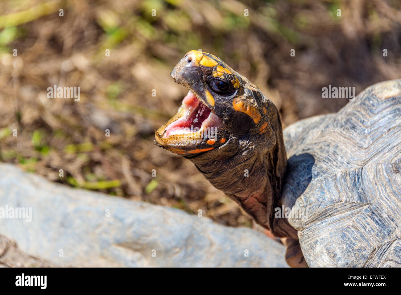 Turtle mouth hi-res stock photography and images - Alamy