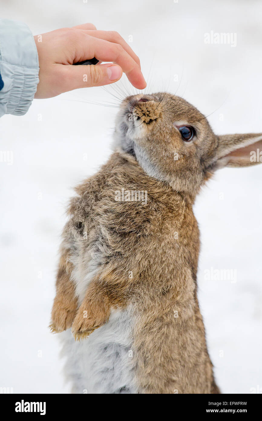 Hare face hi-res stock photography and images - Alamy