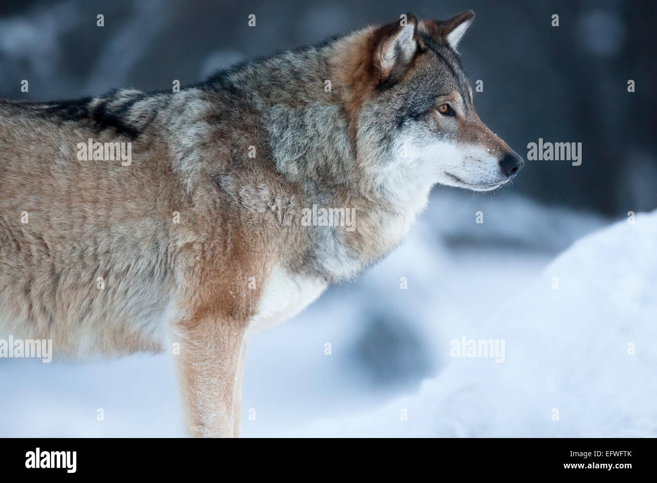 Wolf in snow hi-res stock photography and images - Alamy