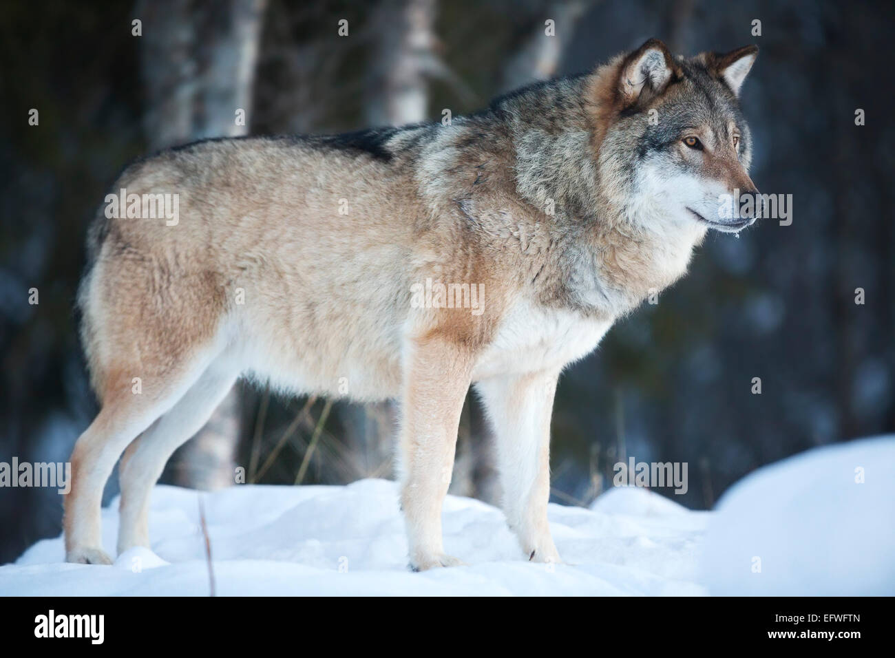 Wolf standing hi-res stock photography and images - Alamy