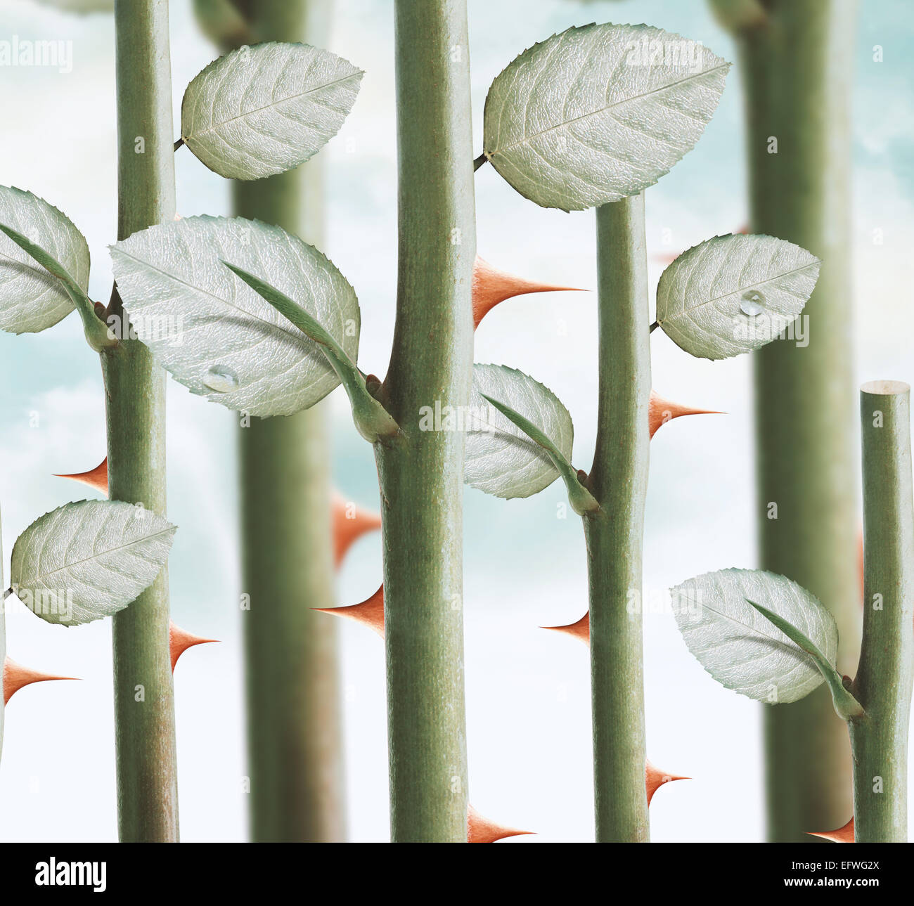 Field of green rose stem with yellow thorns, Rose prickles on a white ...