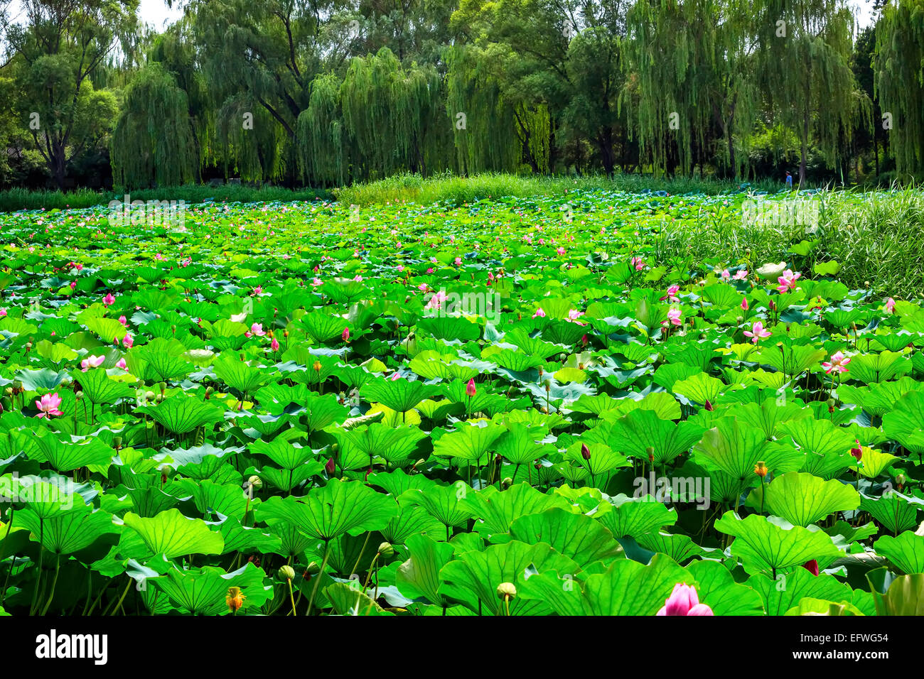 Pink Lotus Pads Garden Summer Palace Beijing China Stock Photo - Alamy