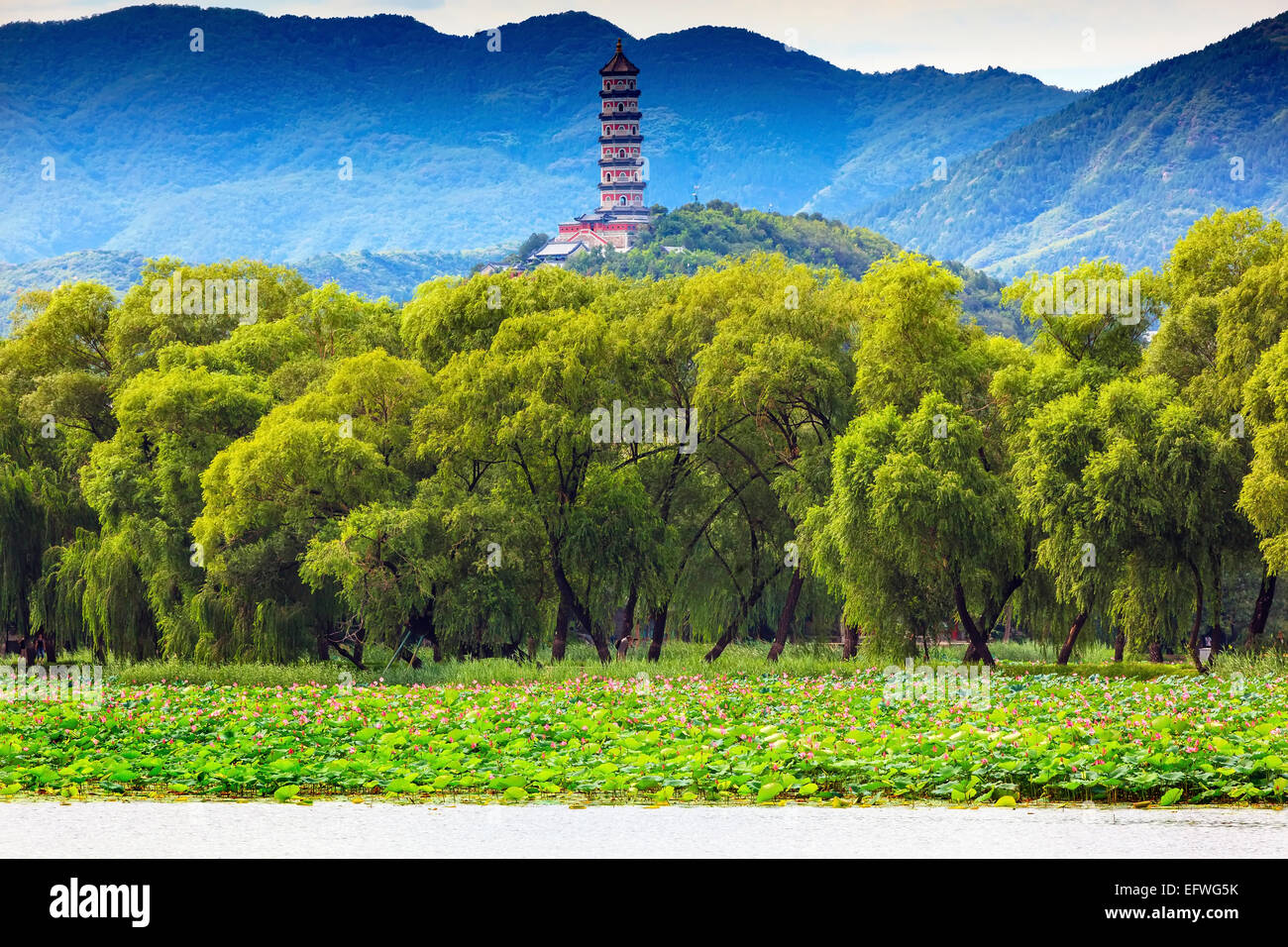 Willow trees chinese garden hi-res stock photography and images - Alamy