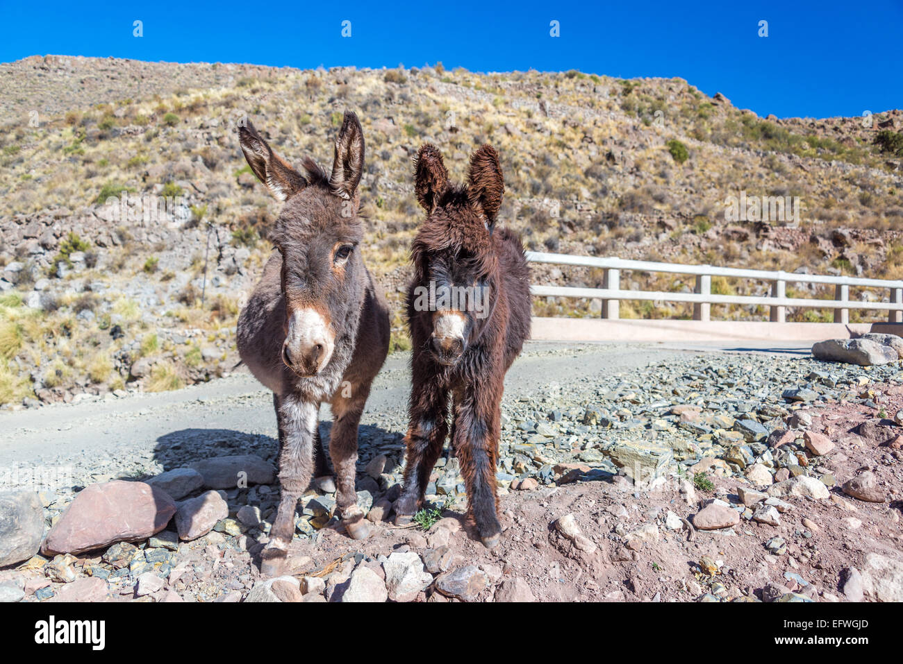 Donkeys head hi-res stock photography and images - Alamy