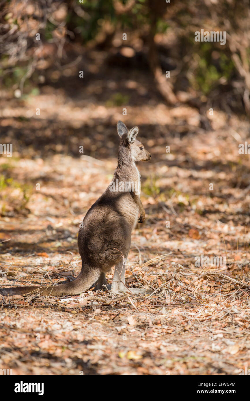 Kangaroo looking in the forest Stock Photo - Alamy