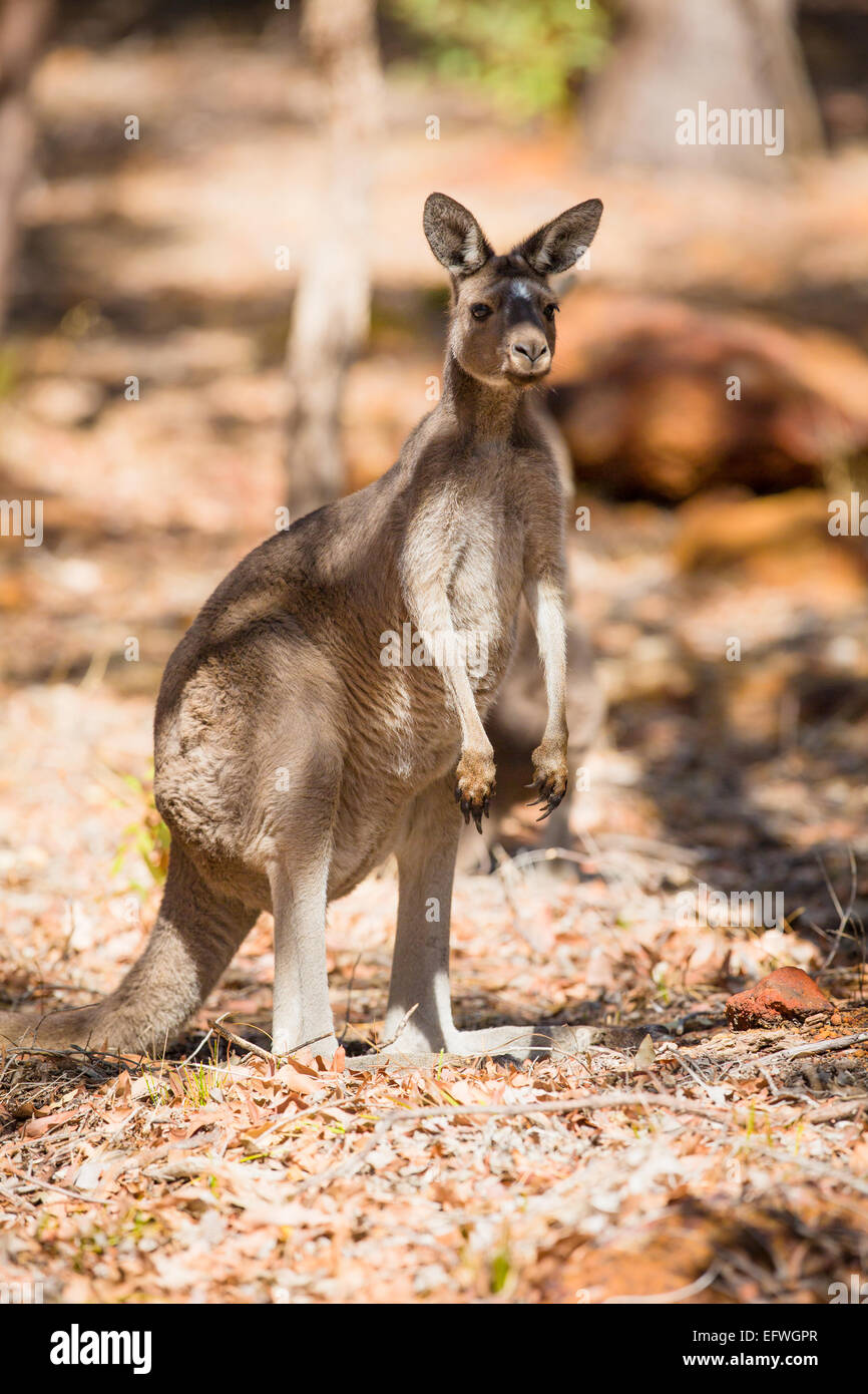 Standing kangaroo in the wild Stock Photo - Alamy