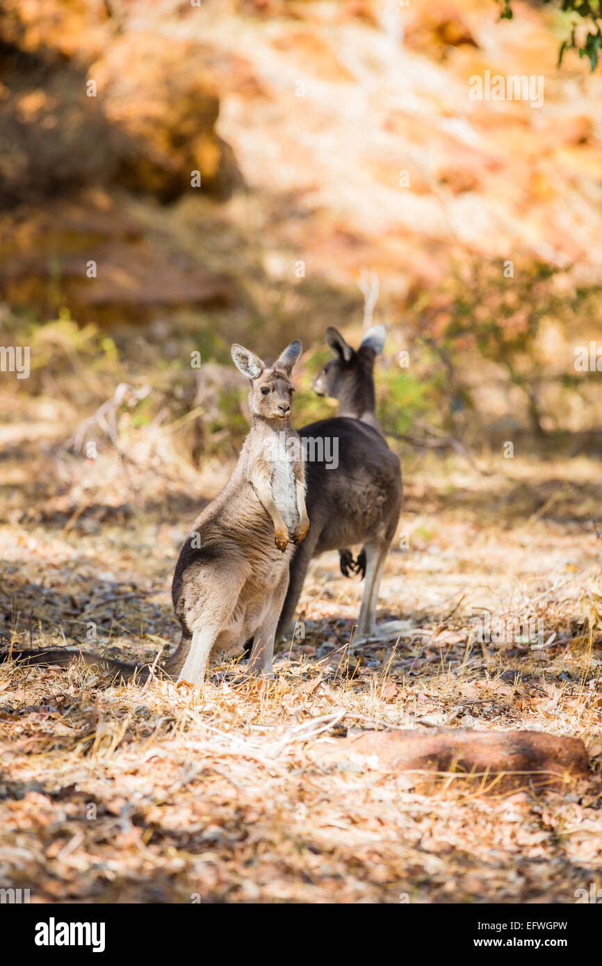 Two kangaroos in the wild Stock Photo - Alamy