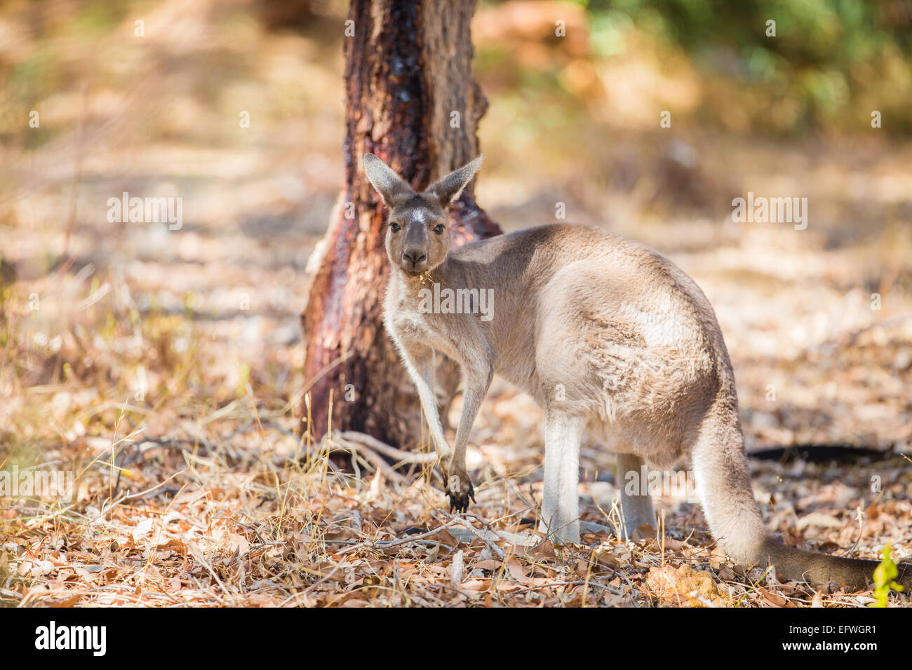 Kangaroo outback perth hi-res stock photography and images - Alamy