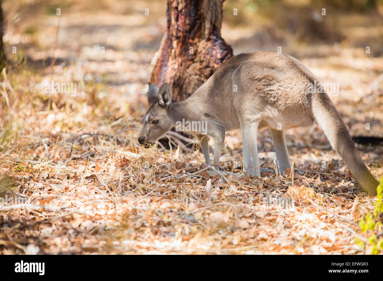 Kangaroo eating in the wild Stock Photo - Alamy