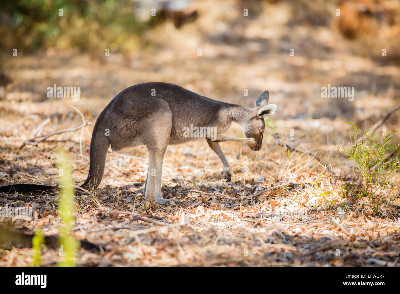 Kangaroo eating in outback hi-res stock photography and images - Alamy