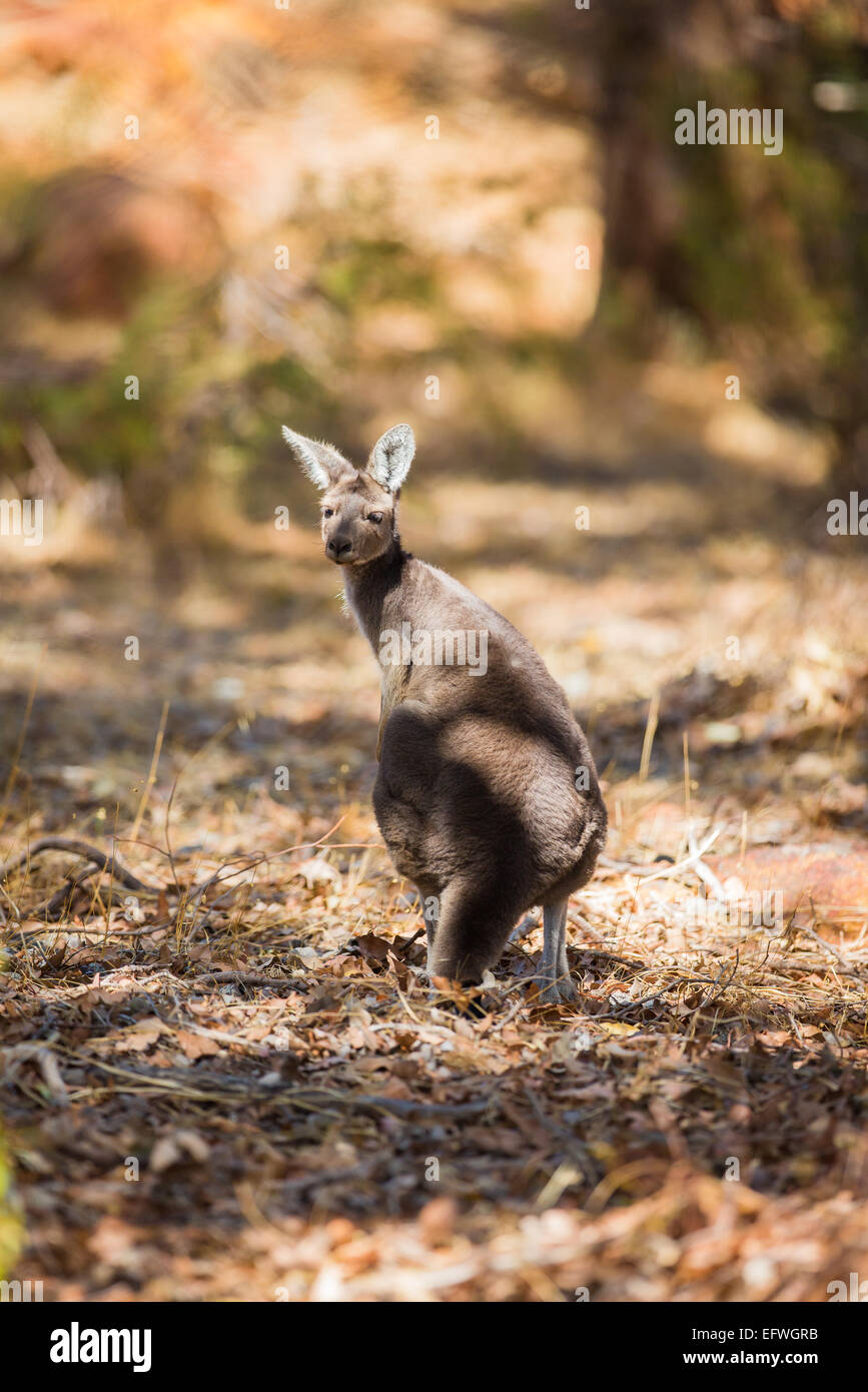 Kangaroo standing tail hi-res stock photography and images - Alamy