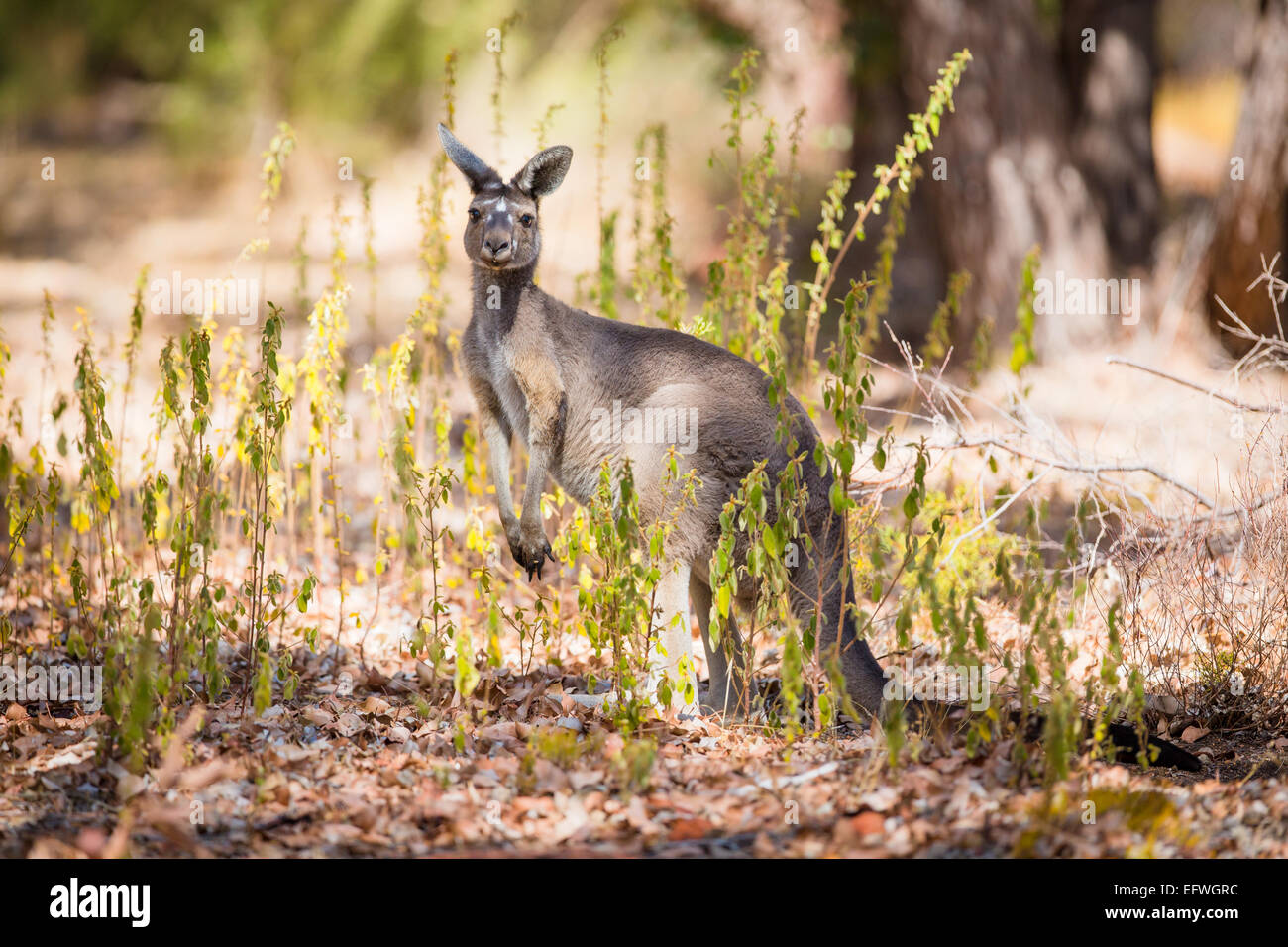Kangaroo looking for enemies Stock Photo - Alamy