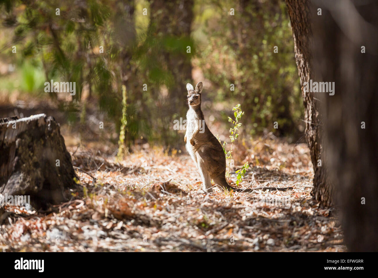 Observant animal High Resolution Stock Photography and Images - Alamy