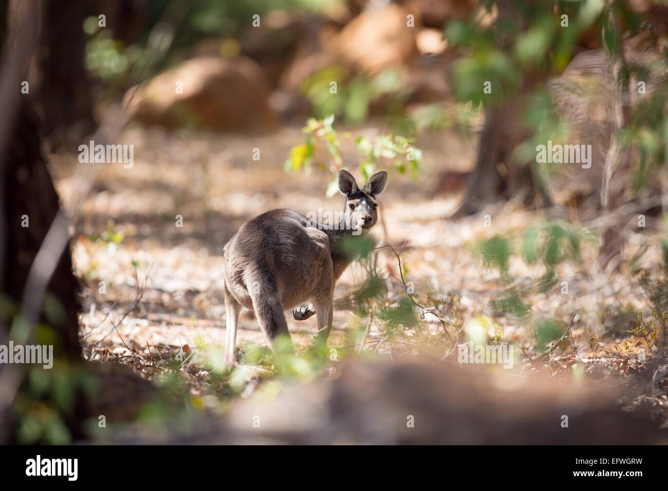 Kangaroo in the woods Stock Photo - Alamy