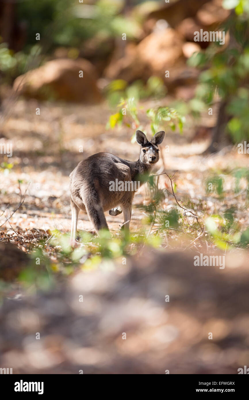 Kangaroo in the forest Stock Photo - Alamy