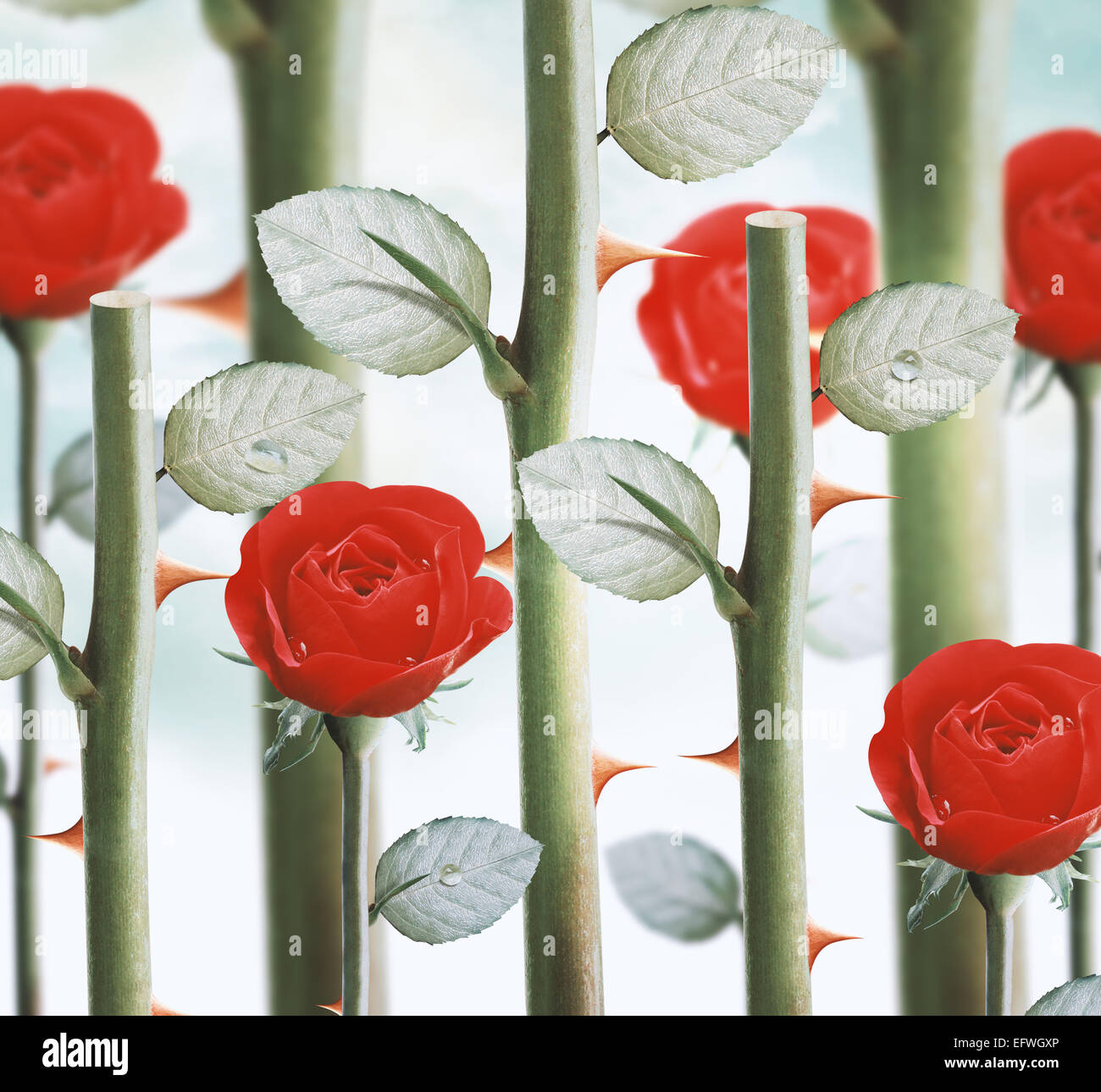 field of fresh red garden roses Stock Photo - Alamy