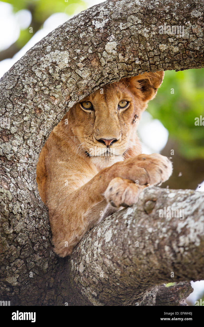 One lion hi-res stock photography and images - Alamy