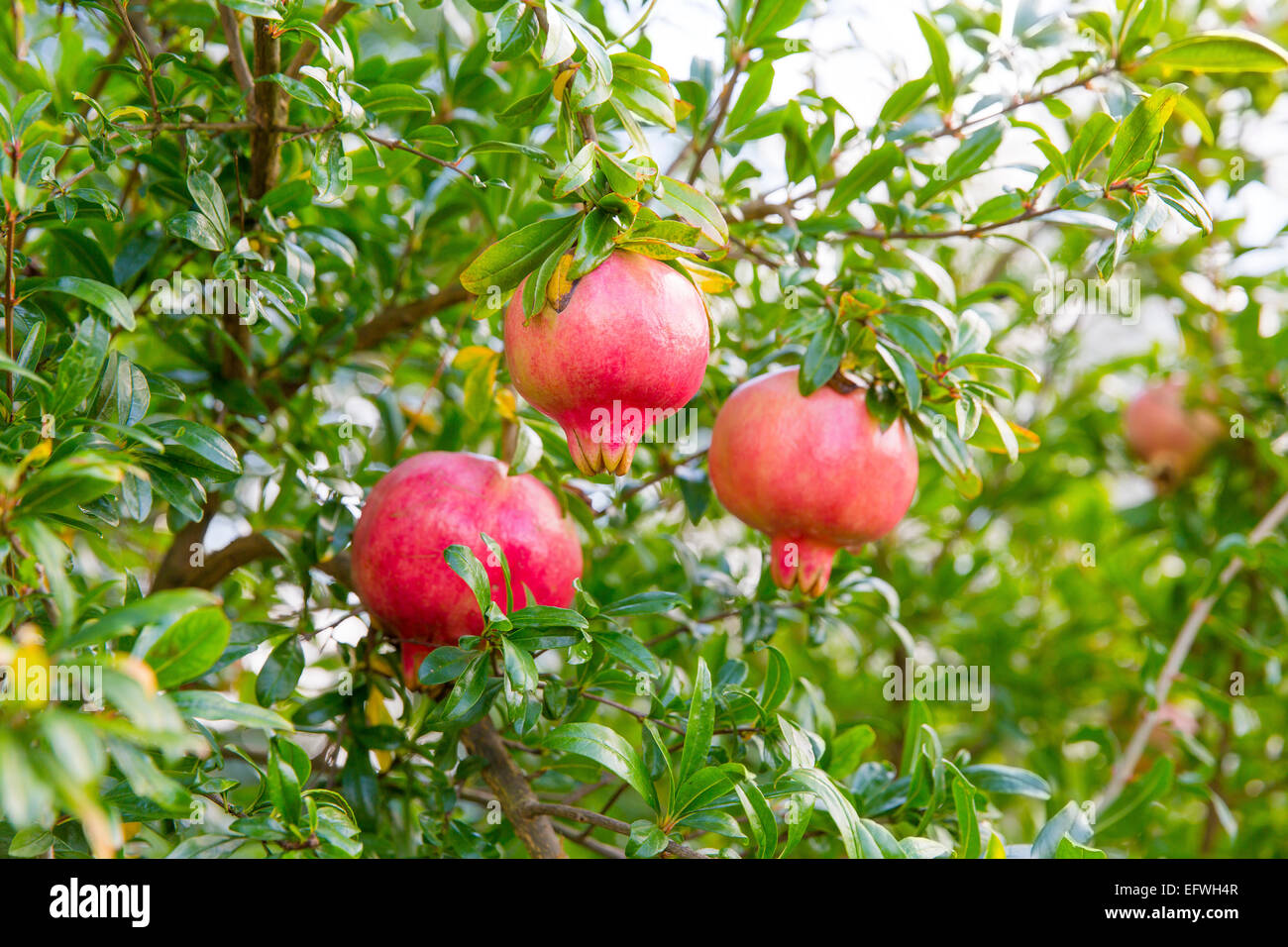 Organic pomegranate tree Stock Photo - Alamy