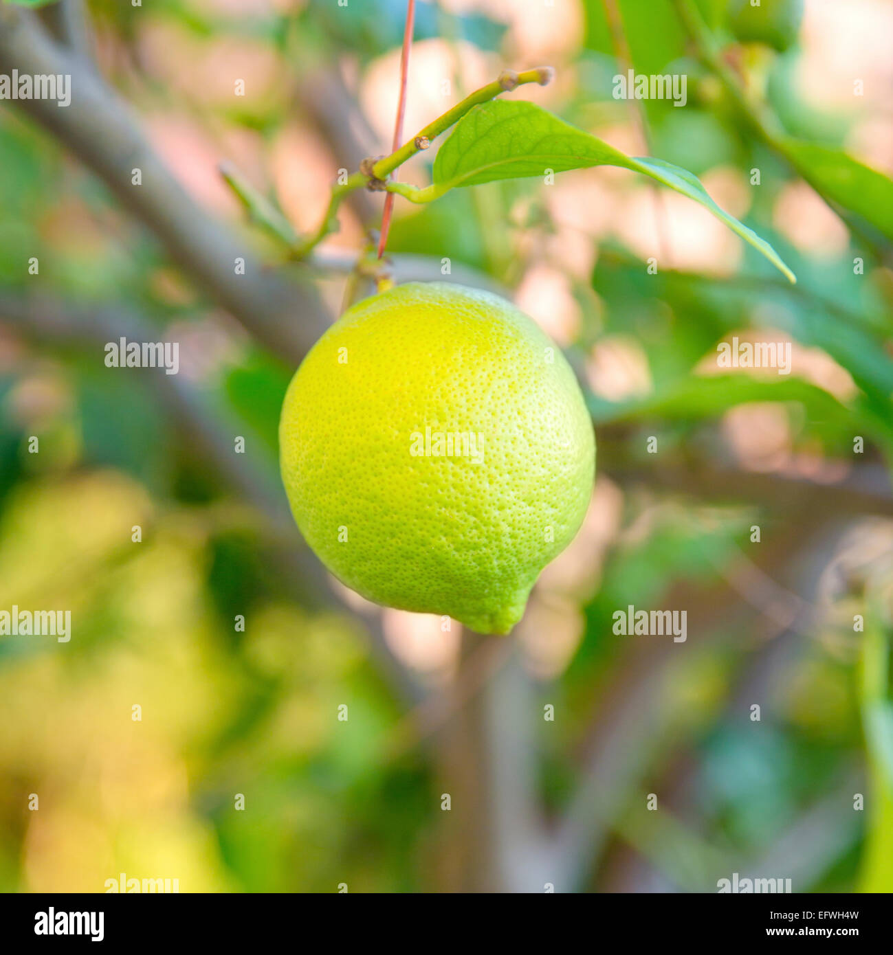 Organic lemon tree Stock Photo - Alamy
