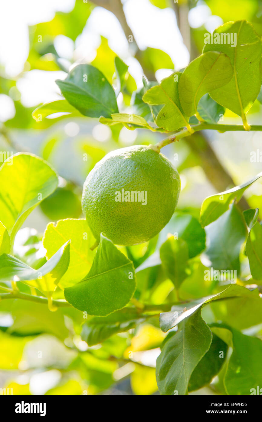 Lemon tree nature hi-res stock photography and images - Alamy