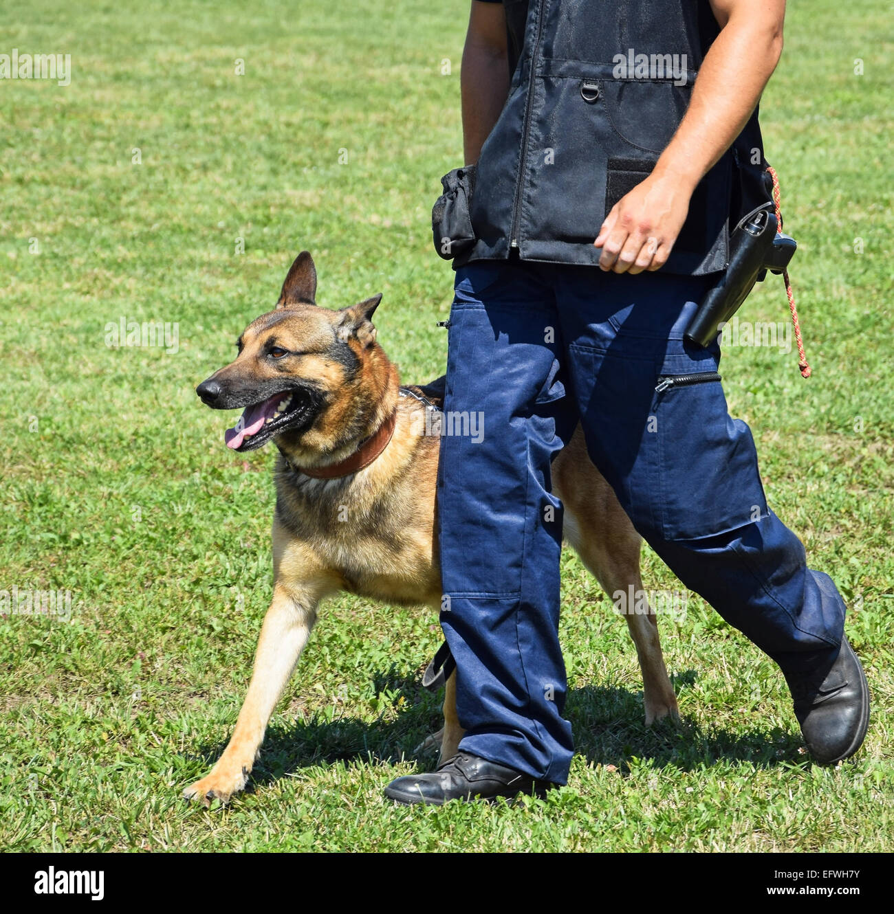 Policeman with a German shepherd dog Stock Photo - Alamy