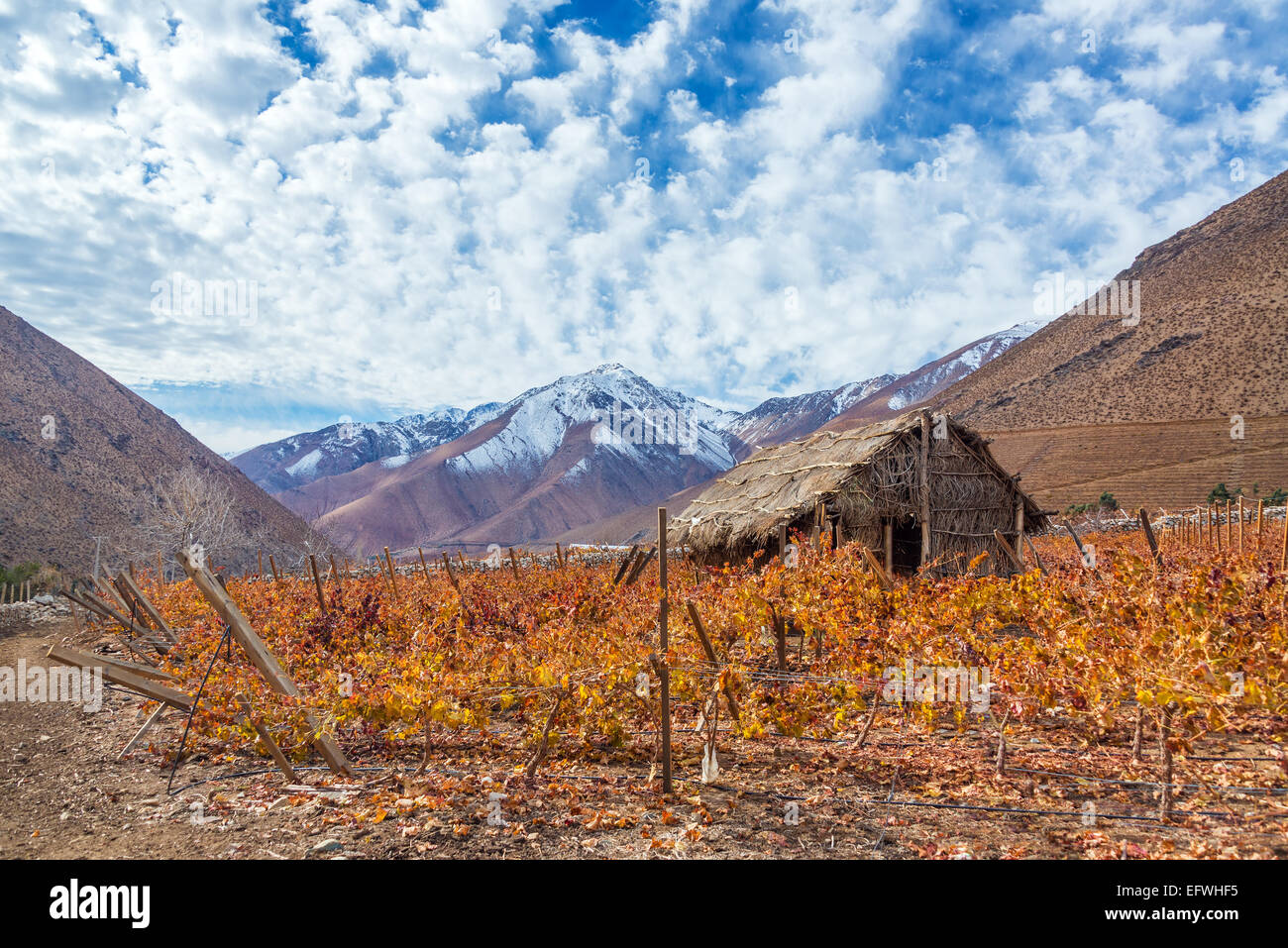 Vineyard in the Elqui Valley for pisco production with Andes mountains ...