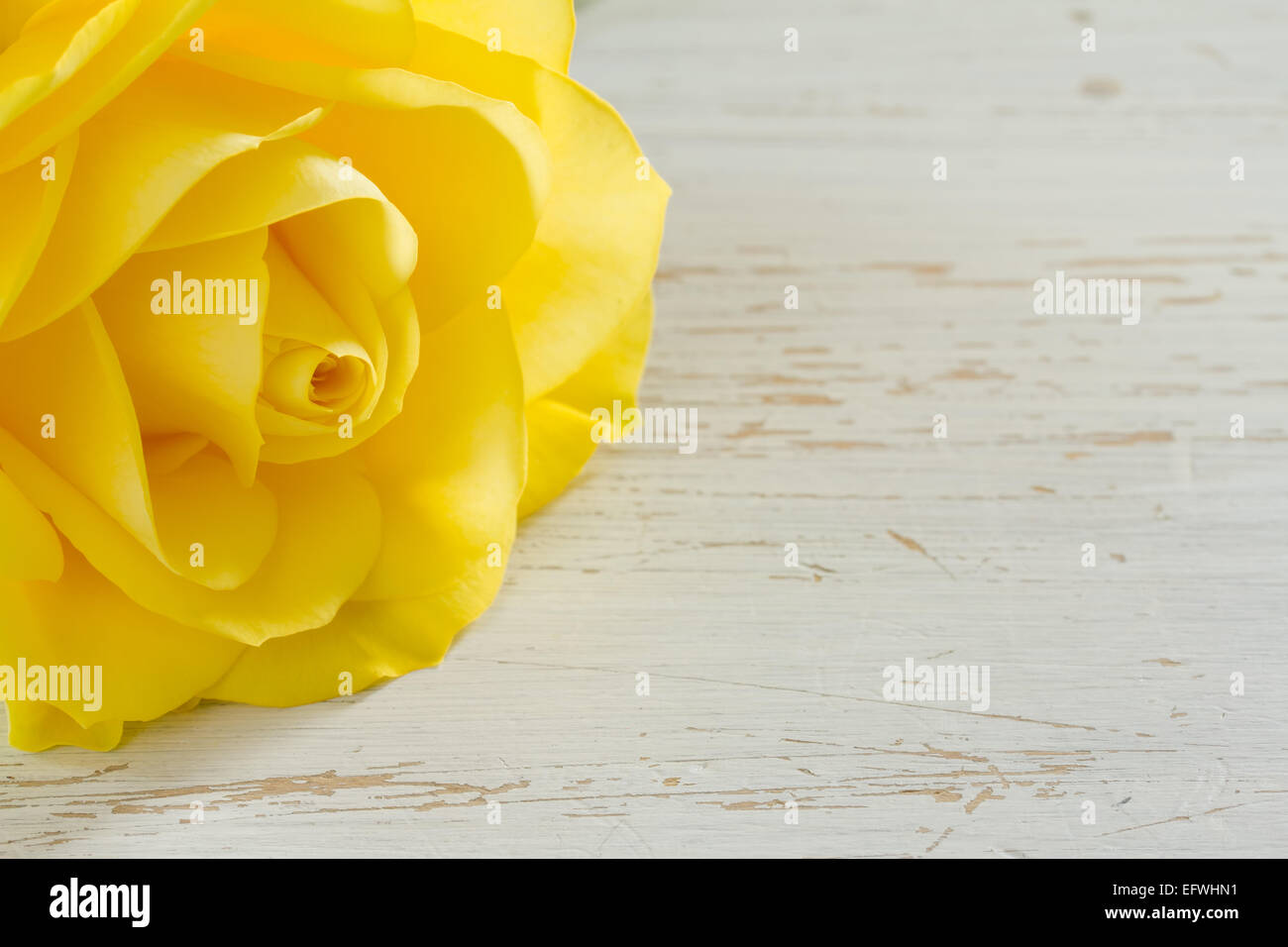 Beautiful yellow rose on a white shabby table Stock Photo - Alamy