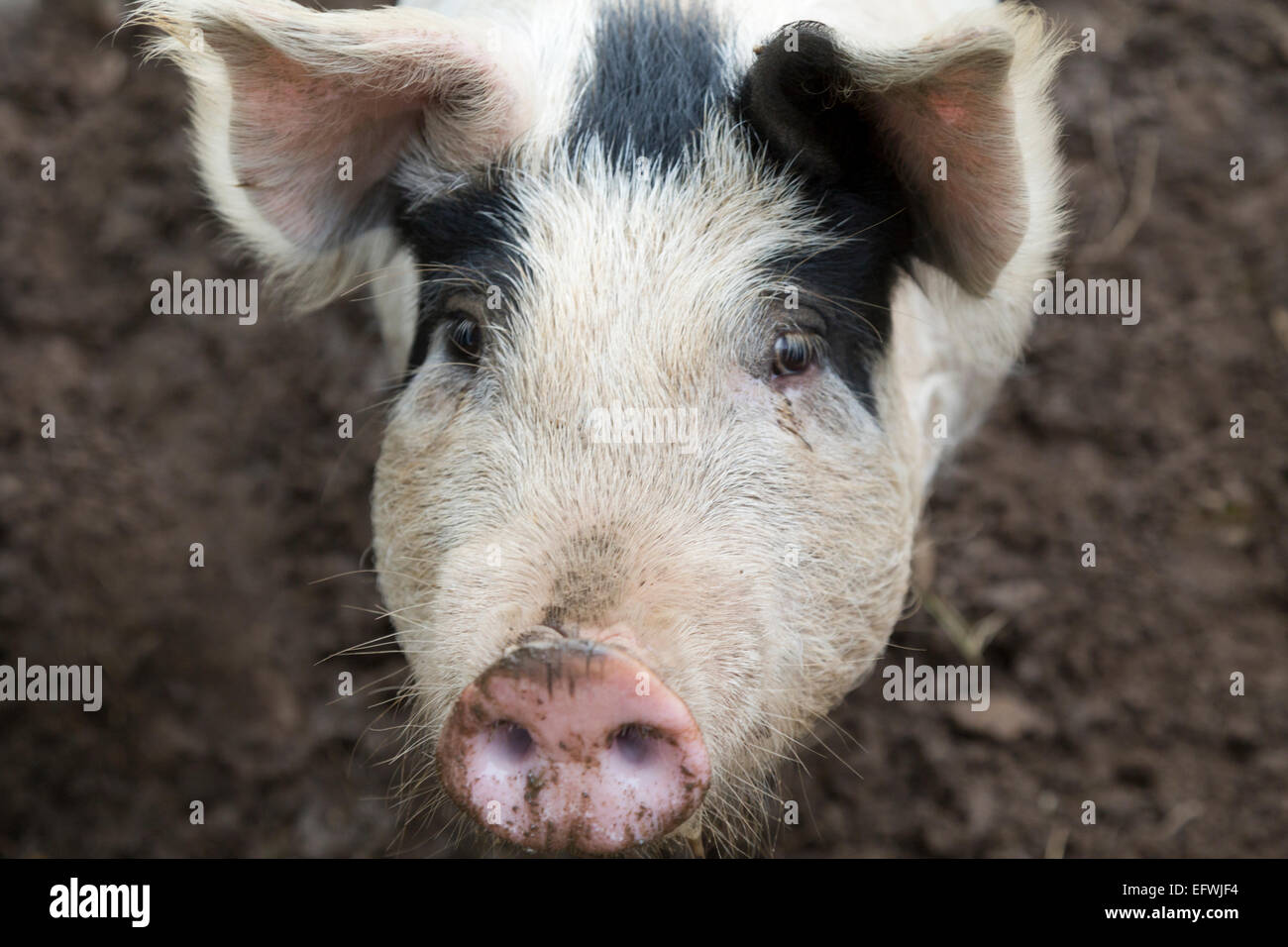 Close up of a black and white pig's face Stock Photo - Alamy