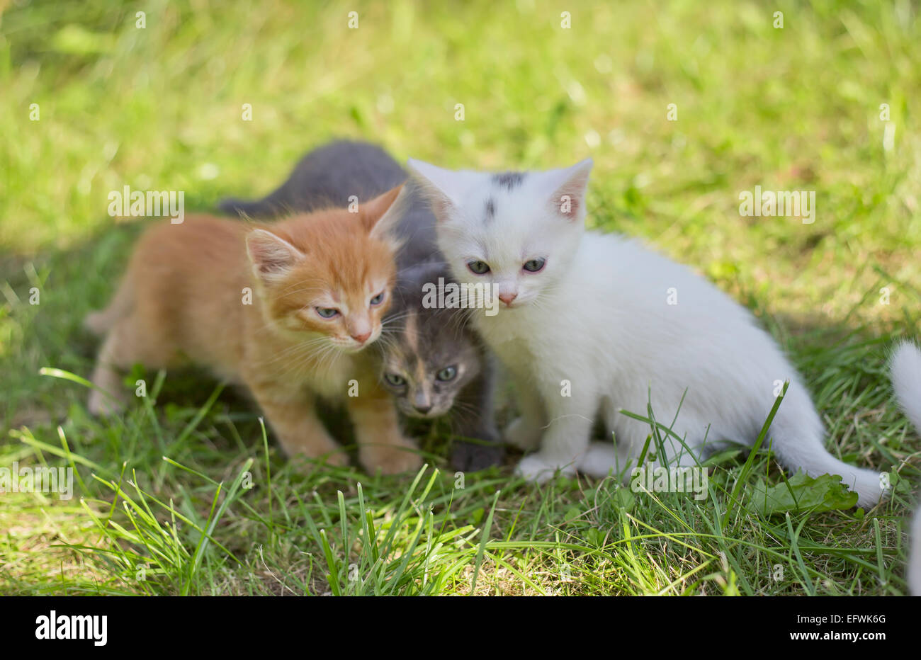 Cute little kittens Stock Photo - Alamy