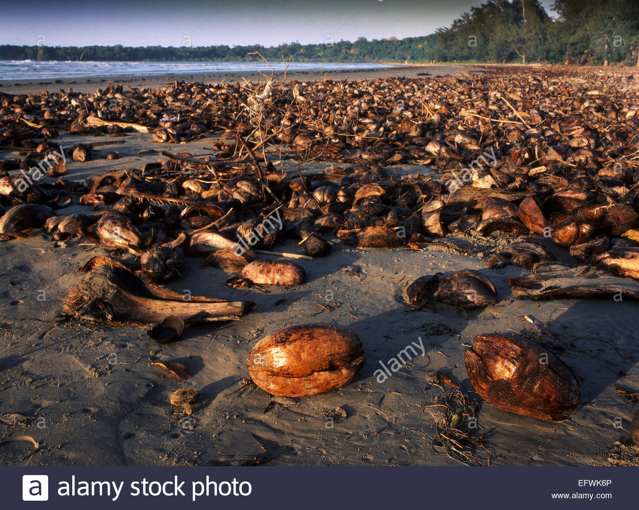 Waste Coconut Shells Stock Photos & Waste Coconut Shells Stock Images ...