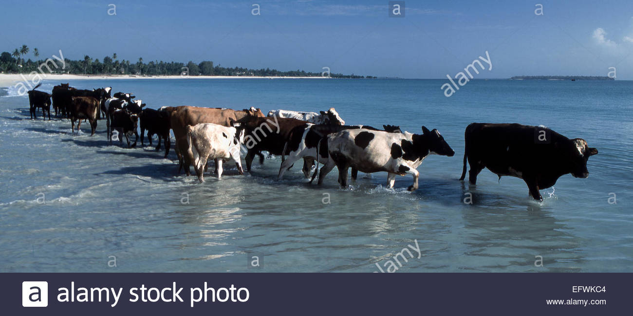 Dar Es Salaam Tanzania Food Stock Photos & Dar Es Salaam Tanzania Food ...