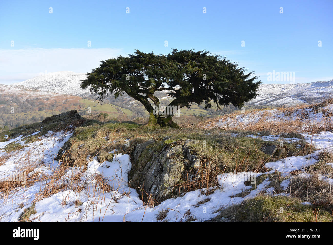 The juniper tree hi-res stock photography and images - Alamy