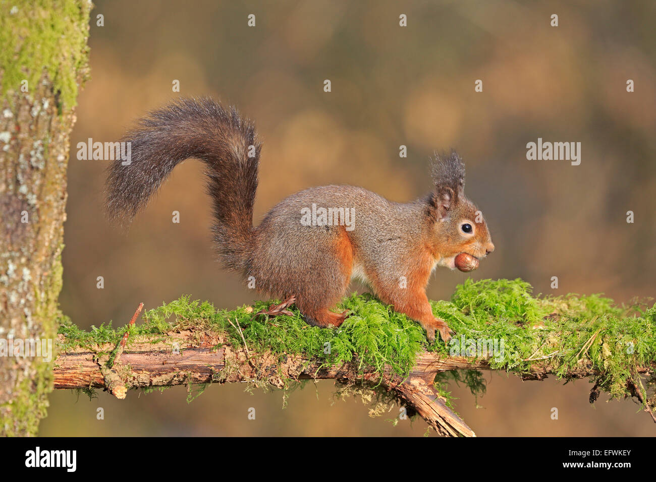 Red Squirrel on a moss covered log carrying a hazel nut Stock Photo - Alamy