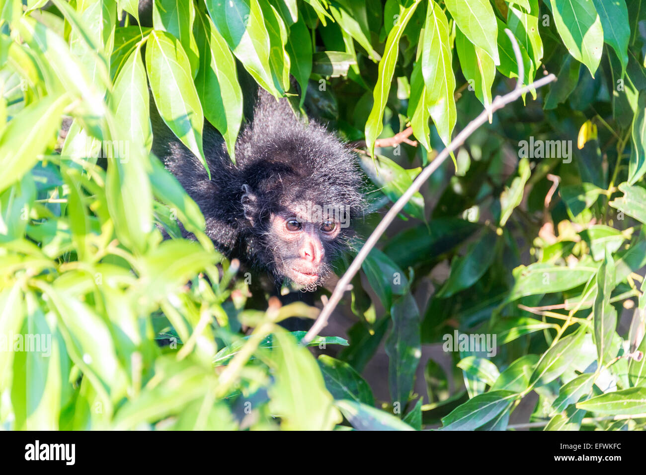 View of a spider monkey with an intense stare in the Madidi National ...