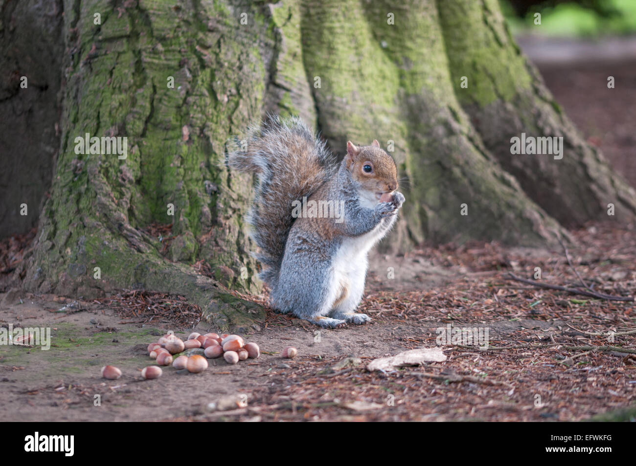 Squirrel base tree eating nut hi-res stock photography and images - Alamy