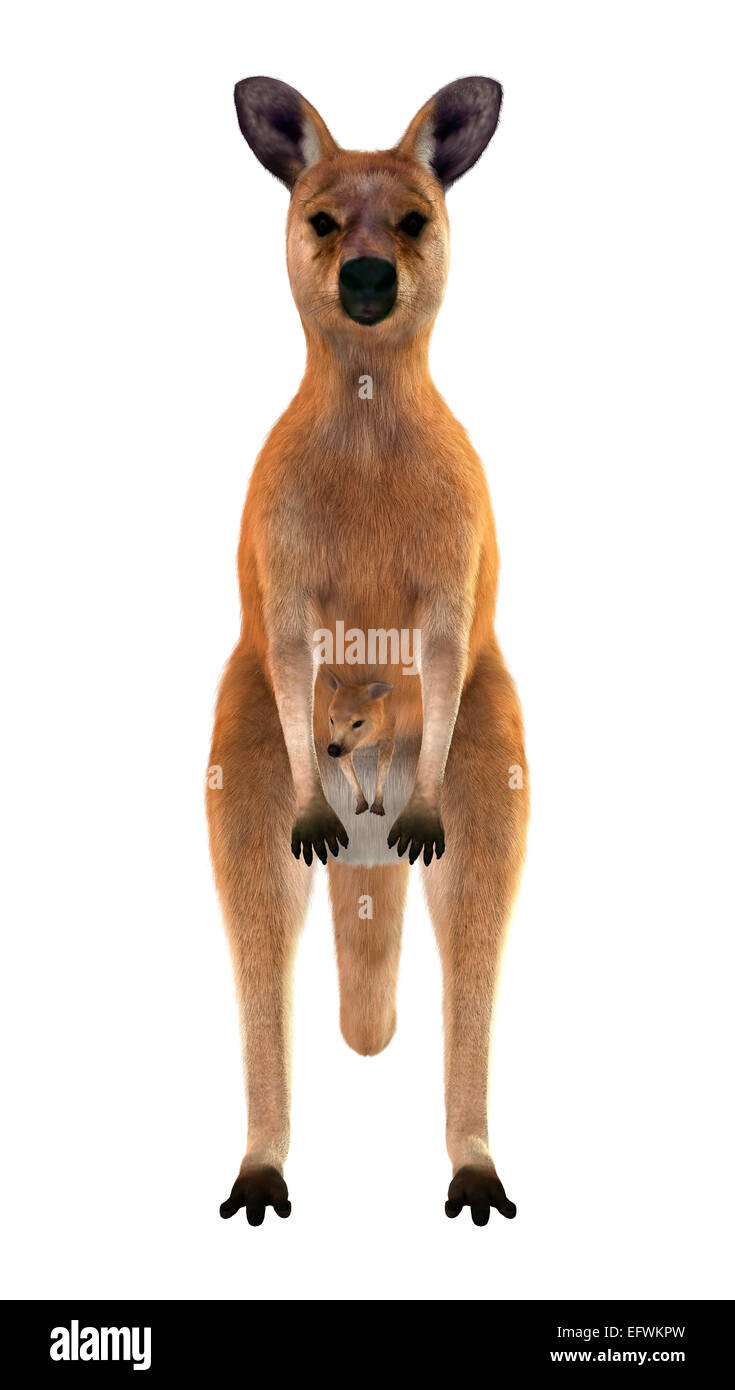 3D digital render of a red kangaroo caring a cute joey in a pouch ...