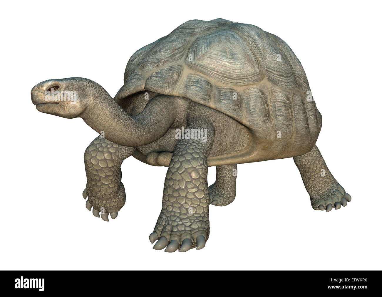 3D digital render of a walking Galapagos tortoise isolated on white ...