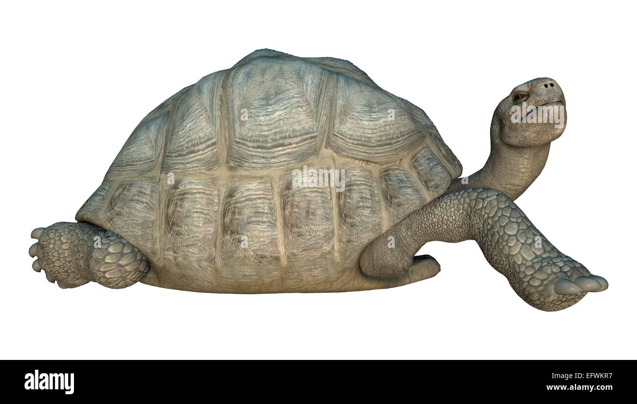 3D digital render of a Galapagos tortoise isolated on white background ...