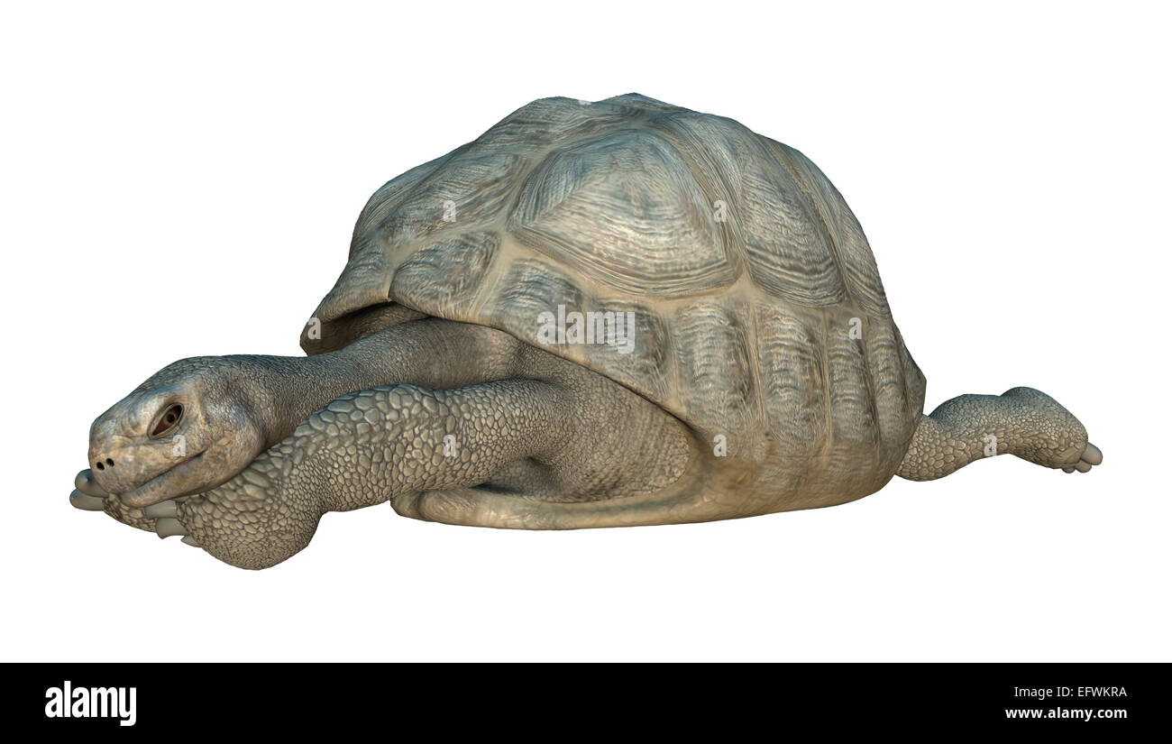 3D digital render of a Galapagos tortoise isolated on white background ...