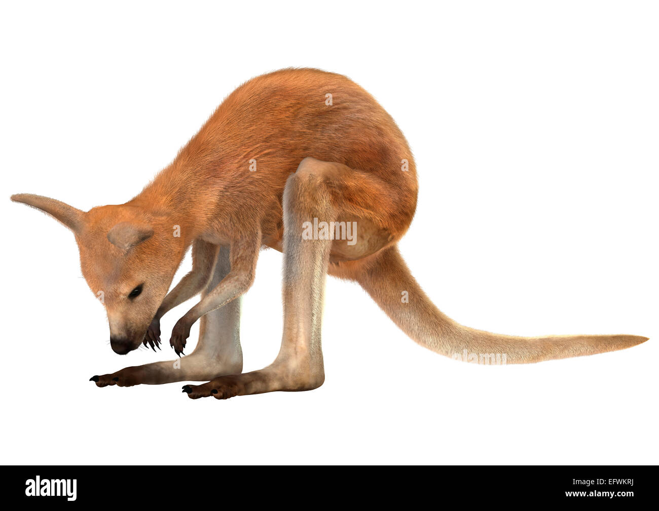 3D digital render of a red baby kangaroo isolated on white background ...