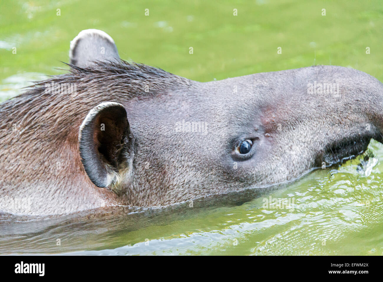 Amazon tapir hi-res stock photography and images - Alamy
