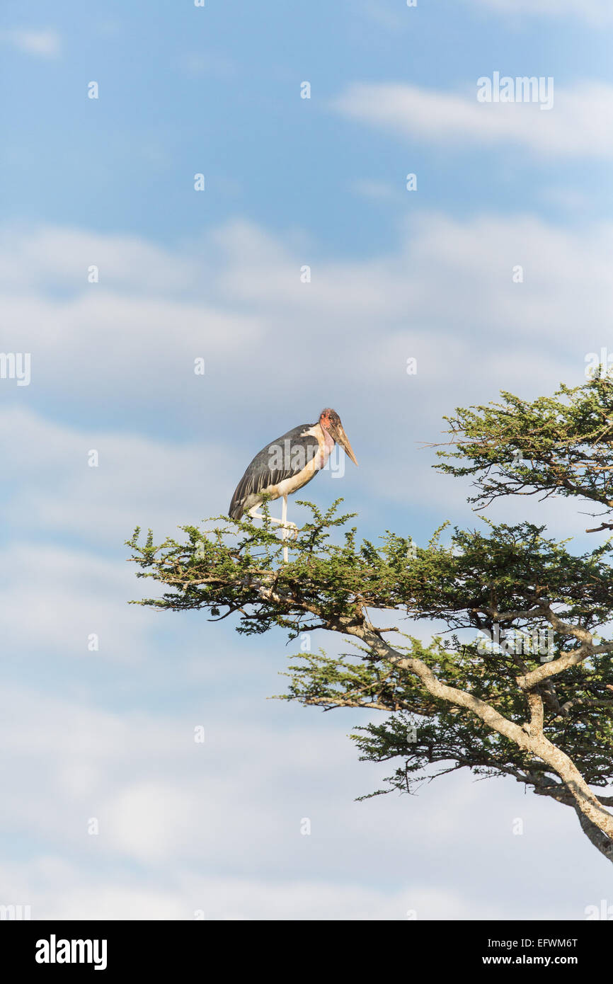 Stork in tree Stock Photo - Alamy