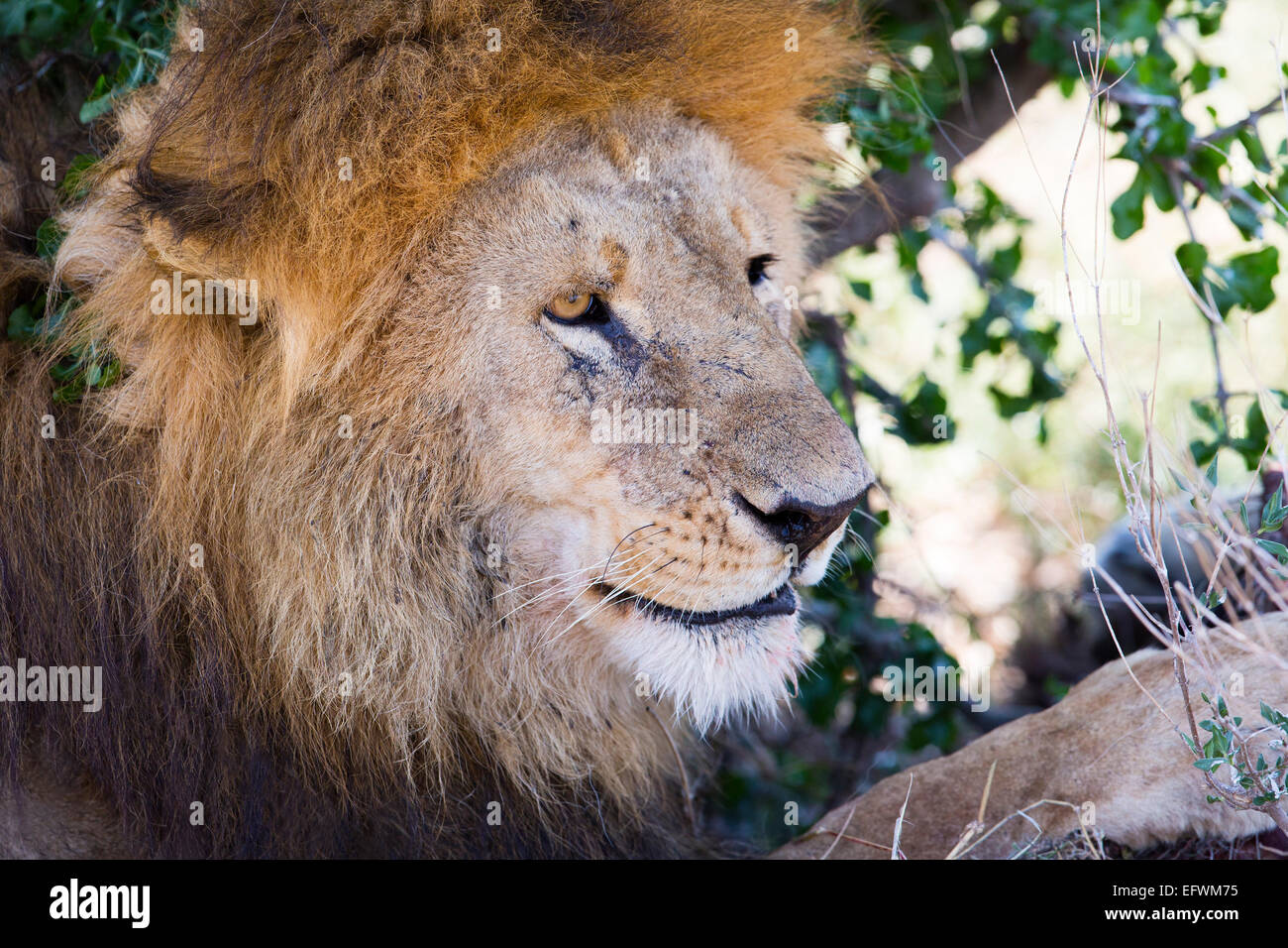 Big male lion hi-res stock photography and images - Alamy