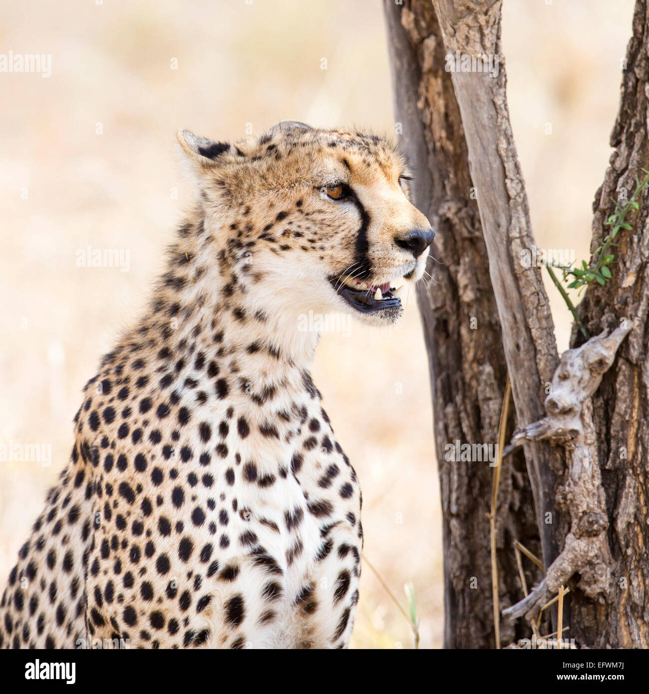 African plains wildlife hi-res stock photography and images - Alamy