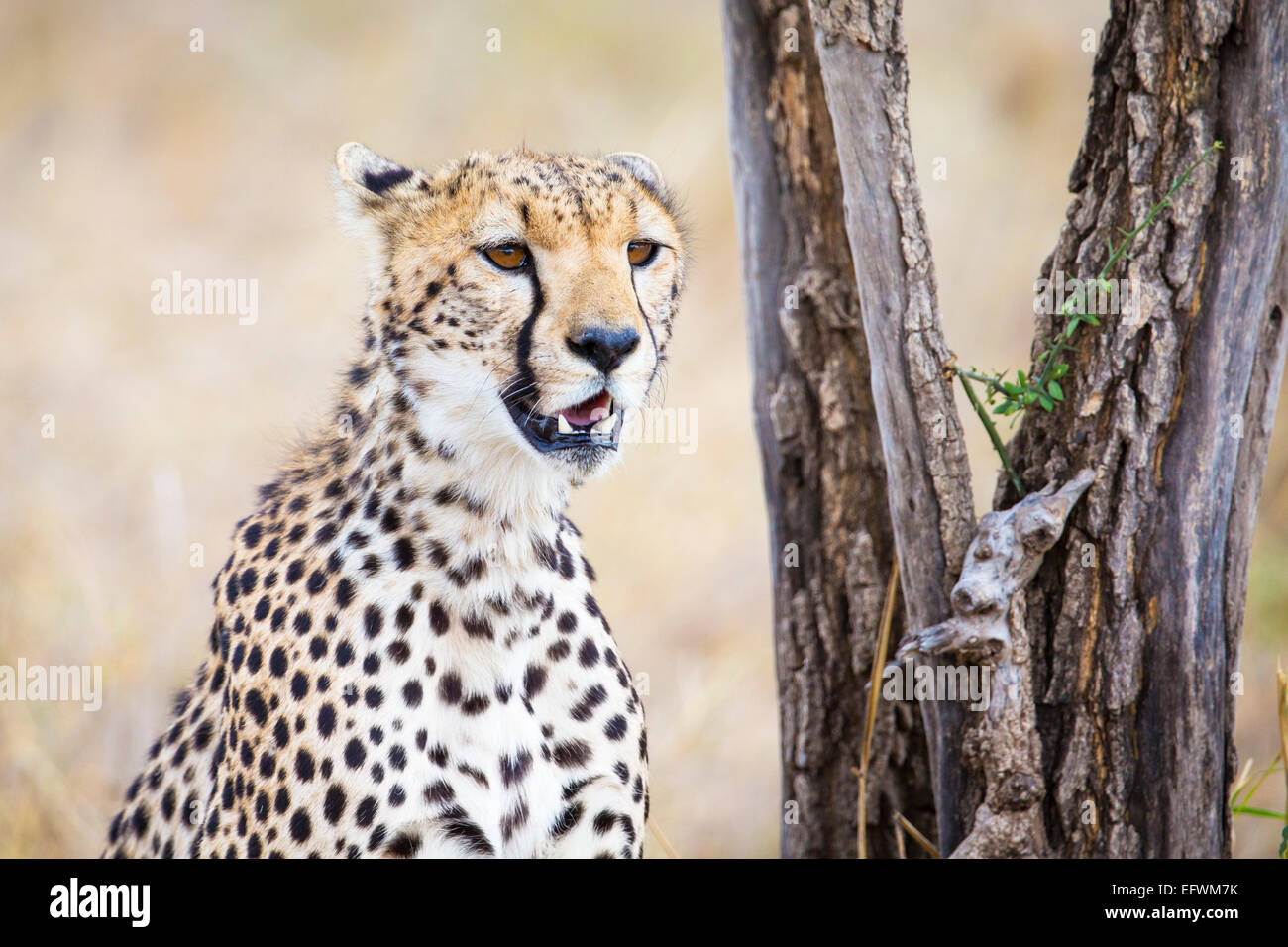 Cheetah looking after prey in Serengeti Stock Photo - Alamy