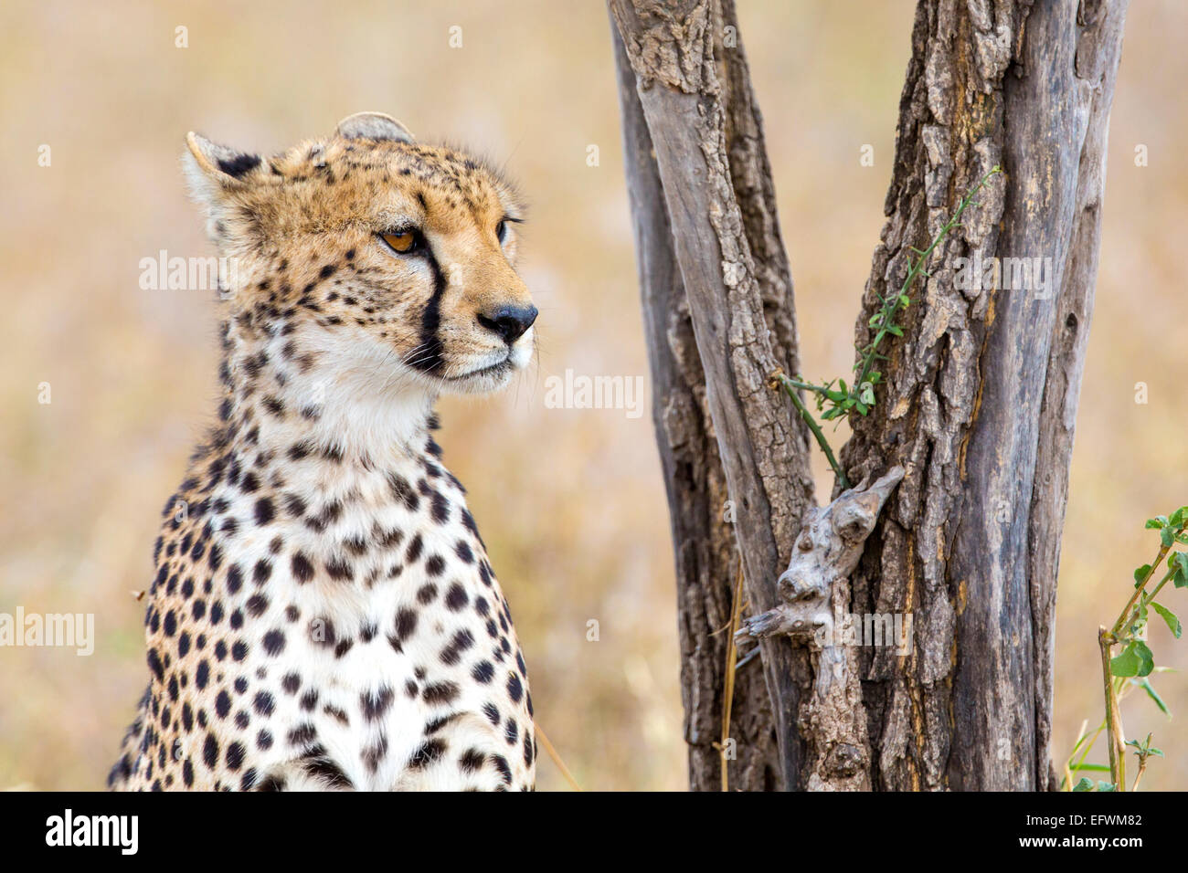 Cheetah rests under tree in Serengeti Stock Photo - Alamy