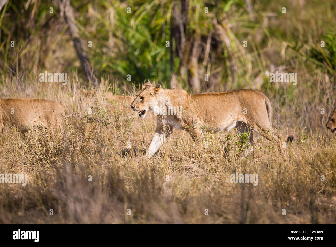 Pride of lions walking in Africa Stock Photo - Alamy