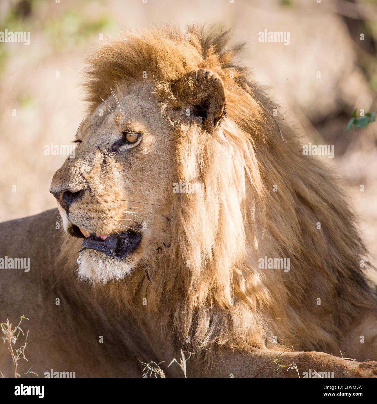 Big male lion rests in Africa Stock Photo - Alamy