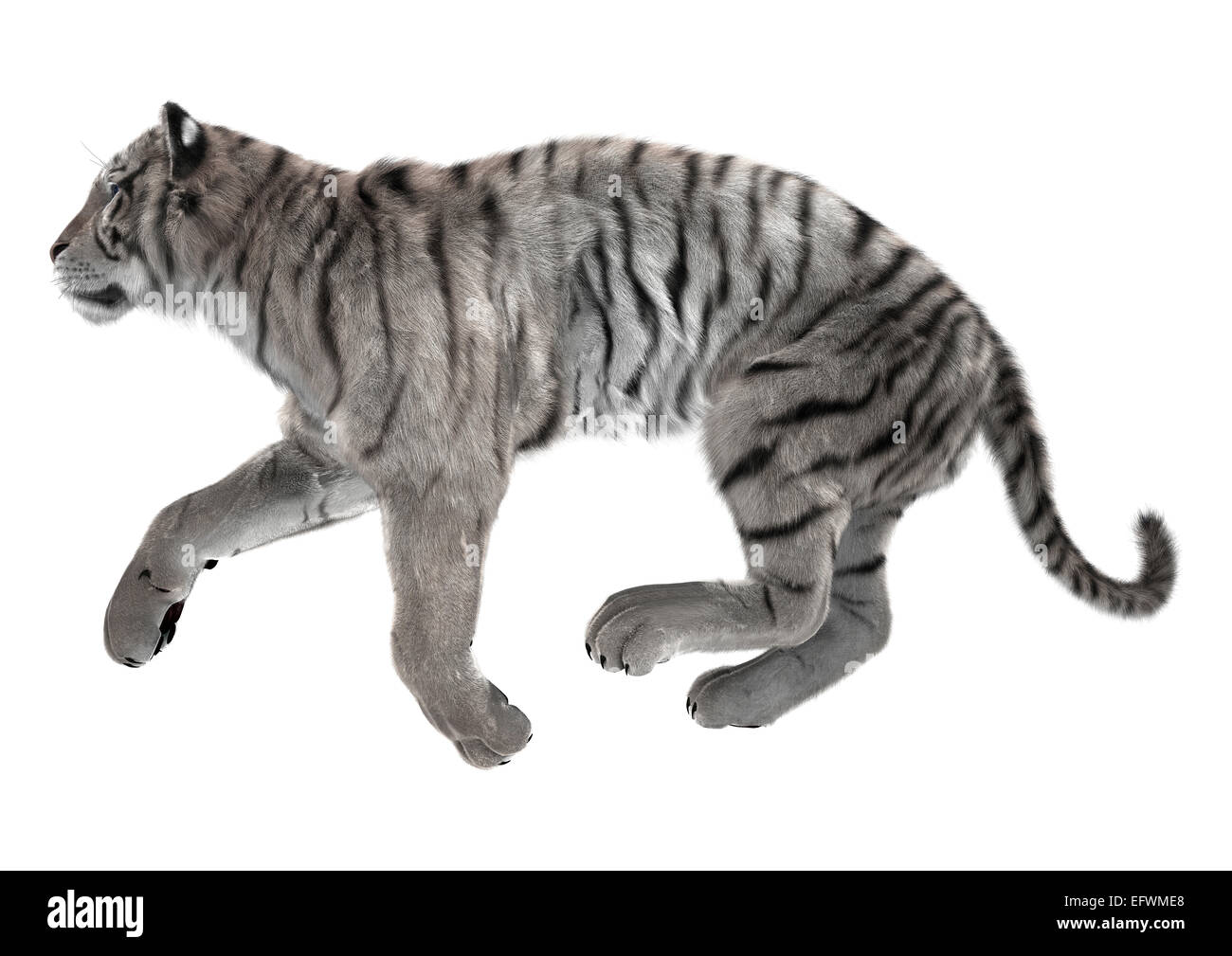 3D digital render of a running white tiger isolated on white background ...